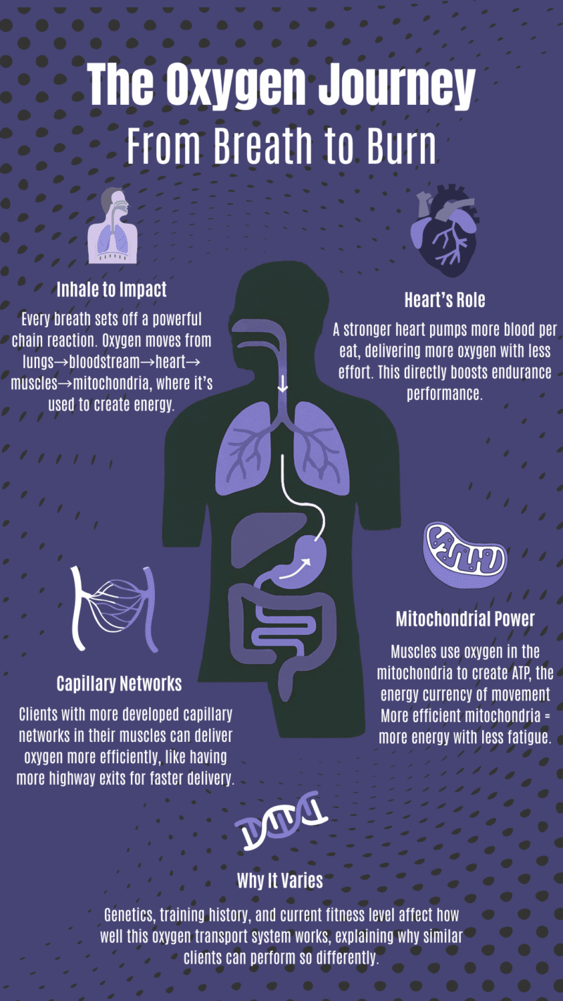How The Body Uses Oxygen - KORR Medical Technologies